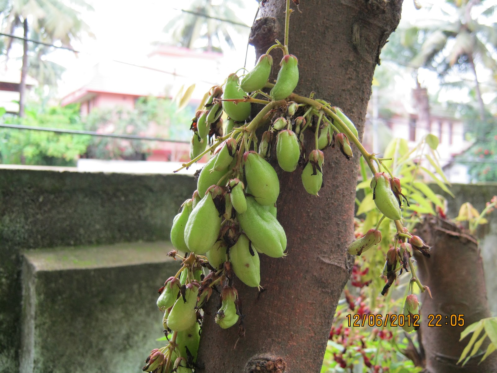 Nature shots: Rains and Greens-7